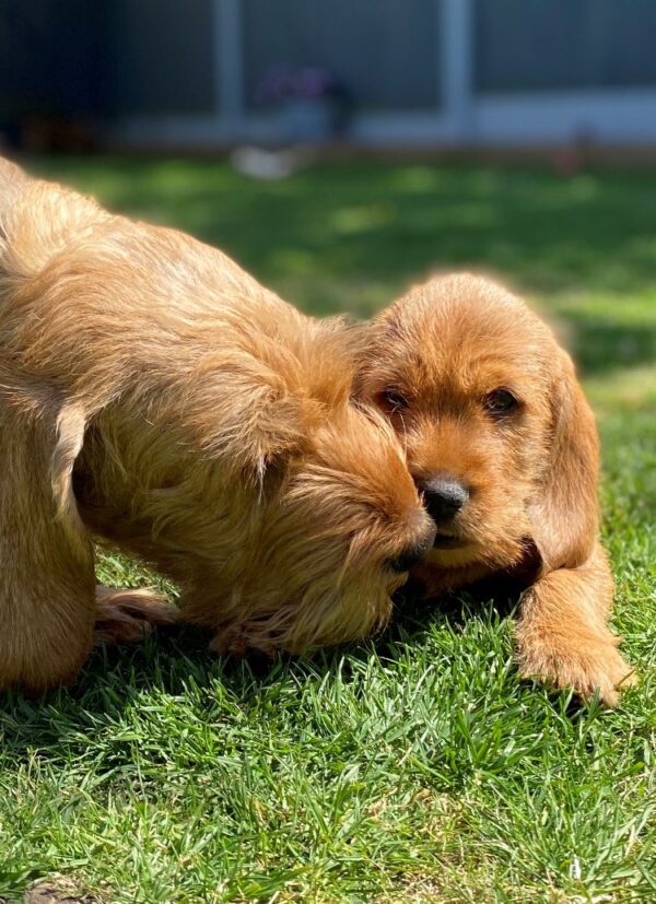 Breed Information – Basset Fauve De Bretagne Club